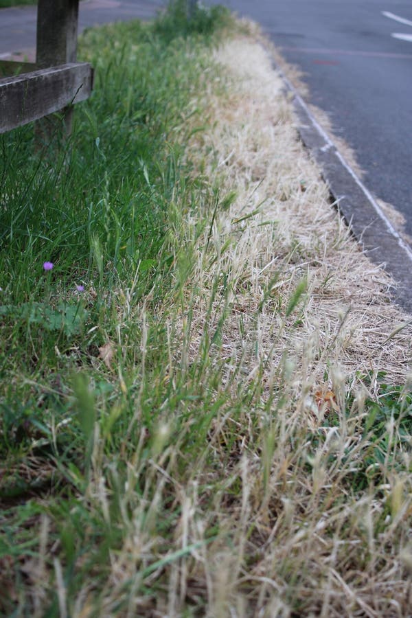 A Patch Of Dead Grass Texture Stock Image Image Of Texture Lawn