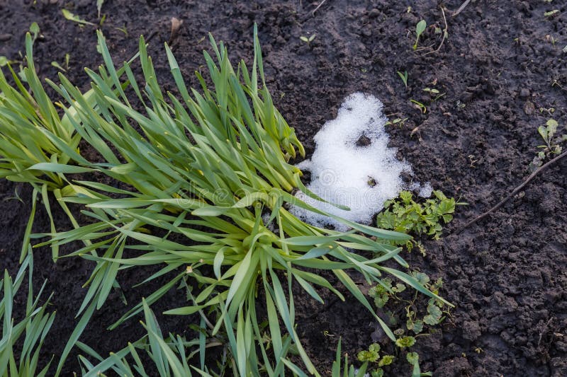 Patch of Melting Snow Next the Bush of Green Grass Stock Image - Image ...