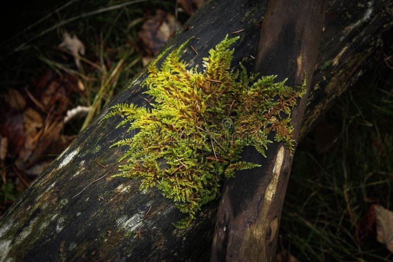 Patch of Moss on Dead Wood in a Natural Forest Stock Image - Image of ...