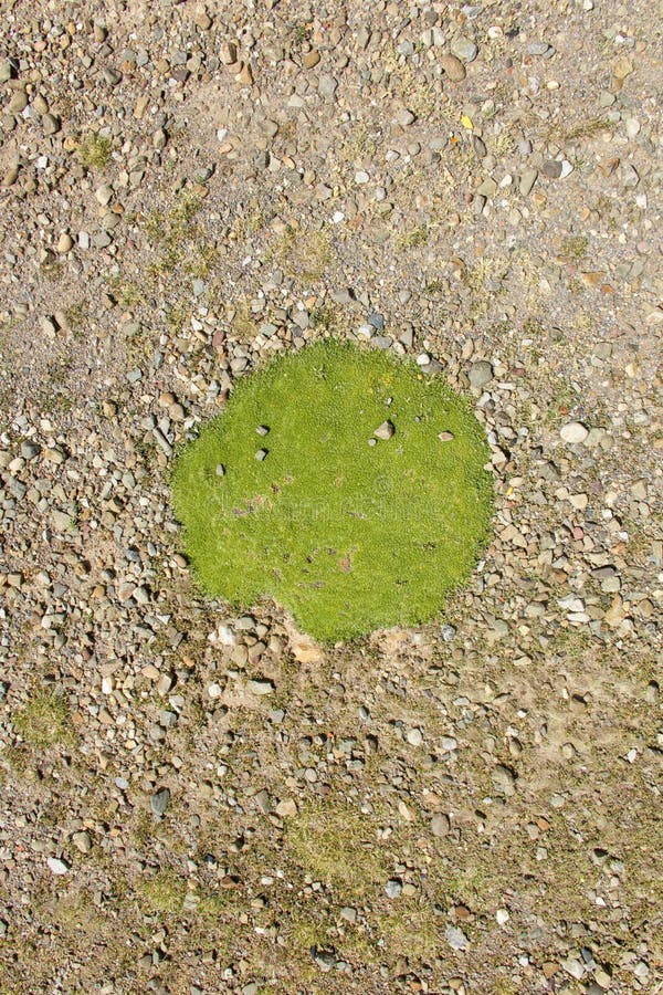 Patch of Moss between Gravel Stock Image - Image of patch, green: 66905927