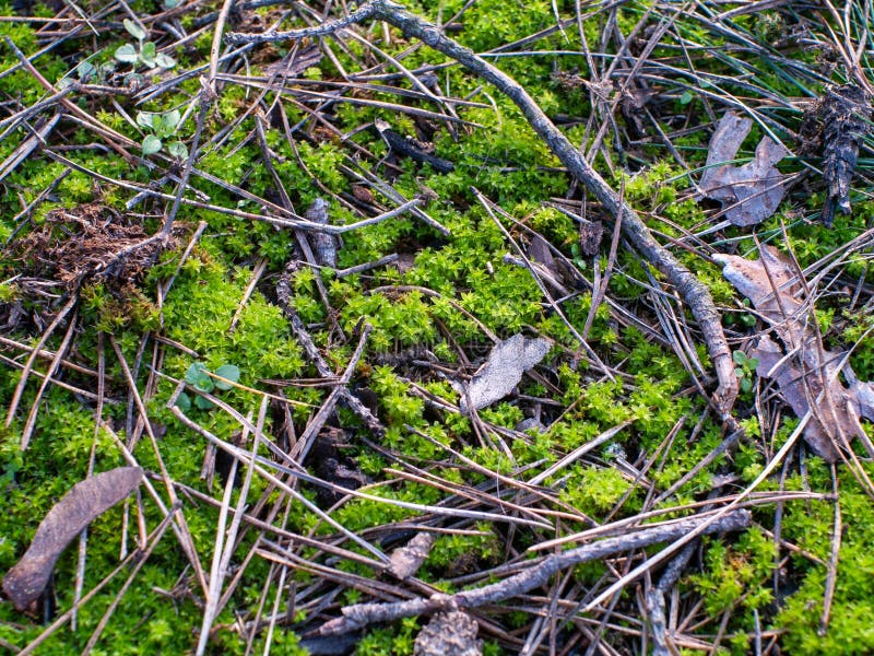 A Patch of Moss on the Ground with Some Dead Twigs and Leaves Stock ...