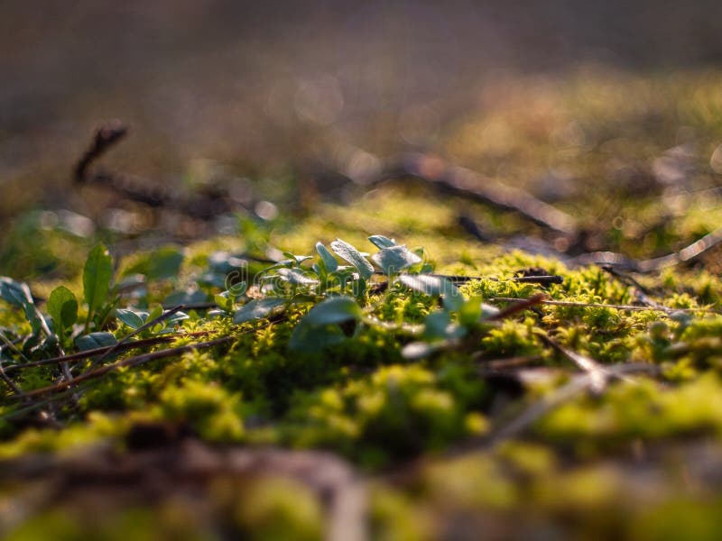 A Patch of Moss is Growing on the Ground Stock Image - Image of ...