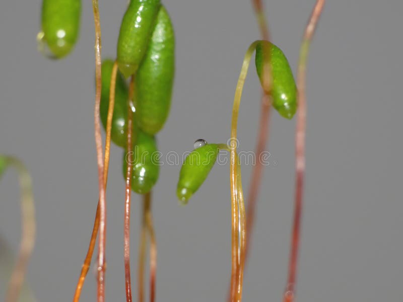 Moss - Sporophytes Close Up Blurred Background Stock Image - Image of ...