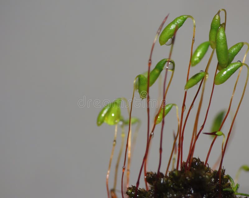 Moss - Sporophytes Close Up Stock Image - Image of nutans, green: 118648167