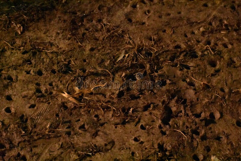 A Patch of Mud Covered in Cleat Prints Stock Photo - Image of sport ...
