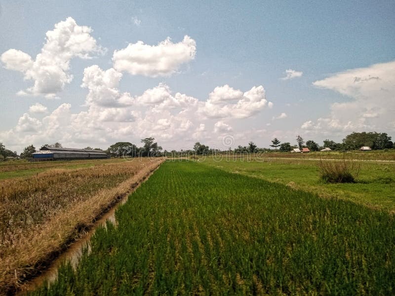 A patch of paddy fields stock image. Image of bright - 276316939