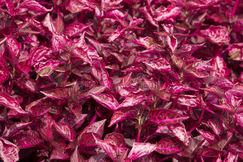 Patch of Pink Jem Strap Leaf Caladiums Stock Image - Image of flowers ...