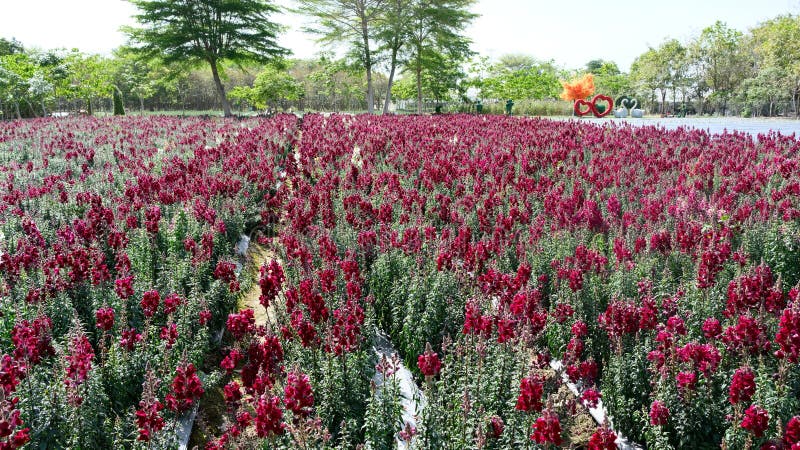 A Patch of Purple Flowers stock image. Image of view - 375075981