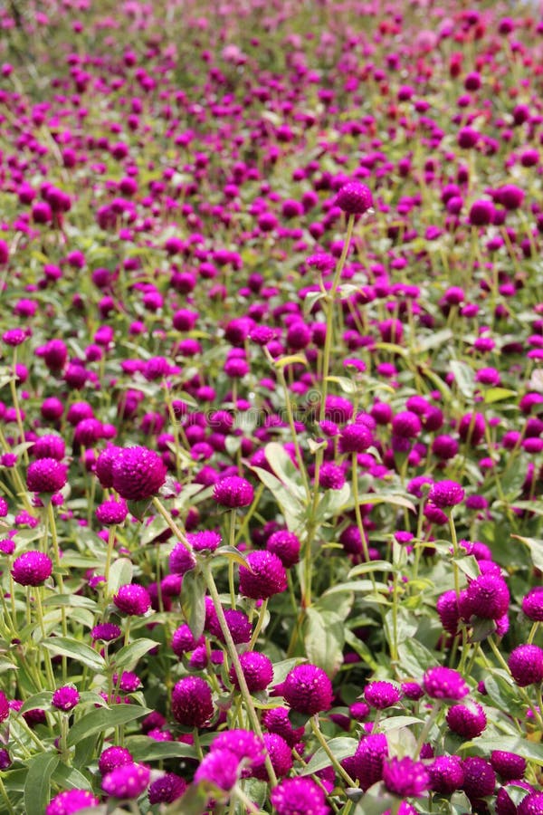 Patch of purple flowers stock image. Image of patch - 104430967
