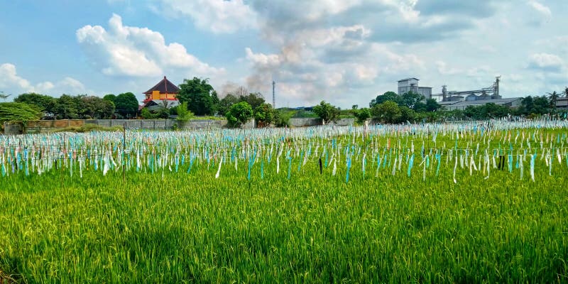 A Patch of Rice Fields that Still Survives Amidst the Rapid Urban ...