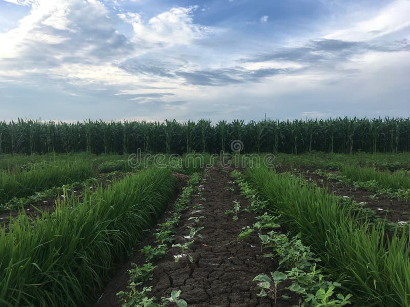 A patch of rice stock photo. Image of field, patch, rural - 221294864