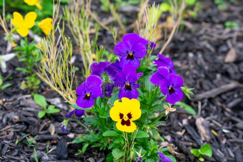 A Patch of Small Purple Flowers in Black Mulch Stock Image - Image of ...