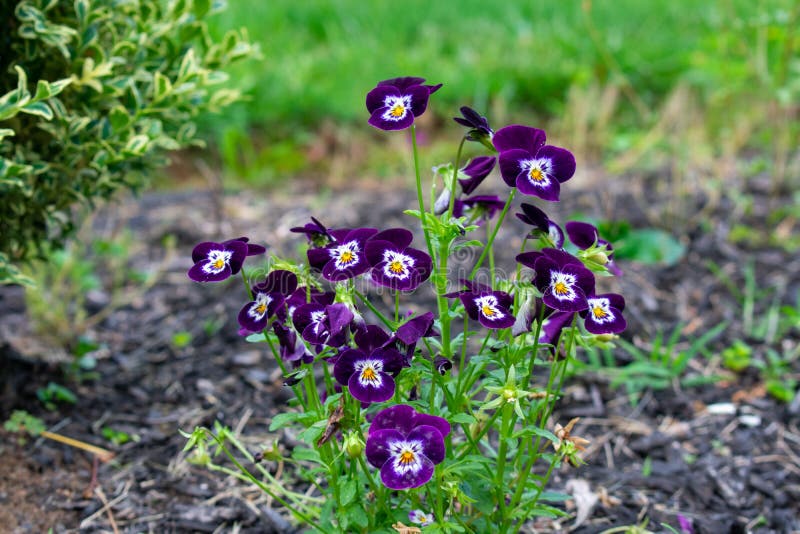 A Patch of Small Purple Flowers in Black Mulch Stock Photo - Image of ...