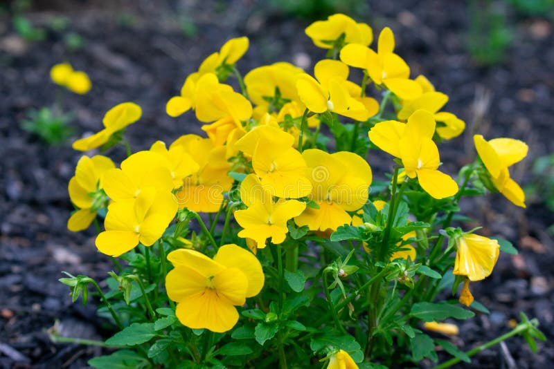 A Patch of Small Yellow Flowers in Black Mulch Stock Image - Image of ...