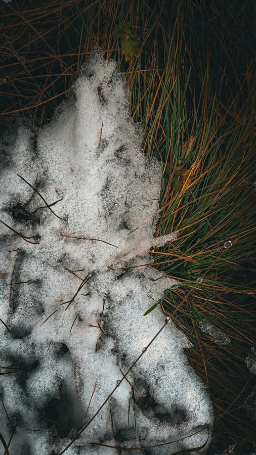 A Patch of Snow Lying on the Grass Stock Photo - Image of snow, green ...