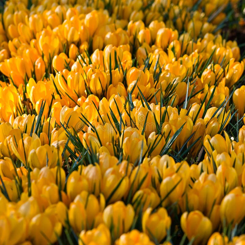A patch of sping crocuses stock photo. Image of easter - 34059968