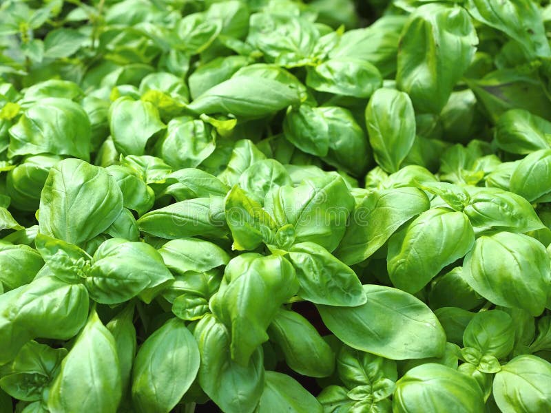 Patch of Sweet Green Basil. Stock Photo - Image of food, fragrant: 58670830