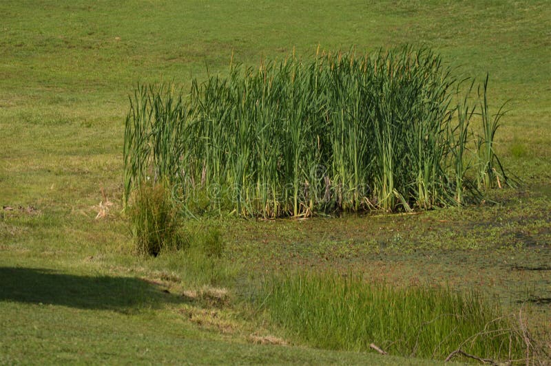Low Cut Green Grass Leading To a Forest with Bird Stock Image - Image ...