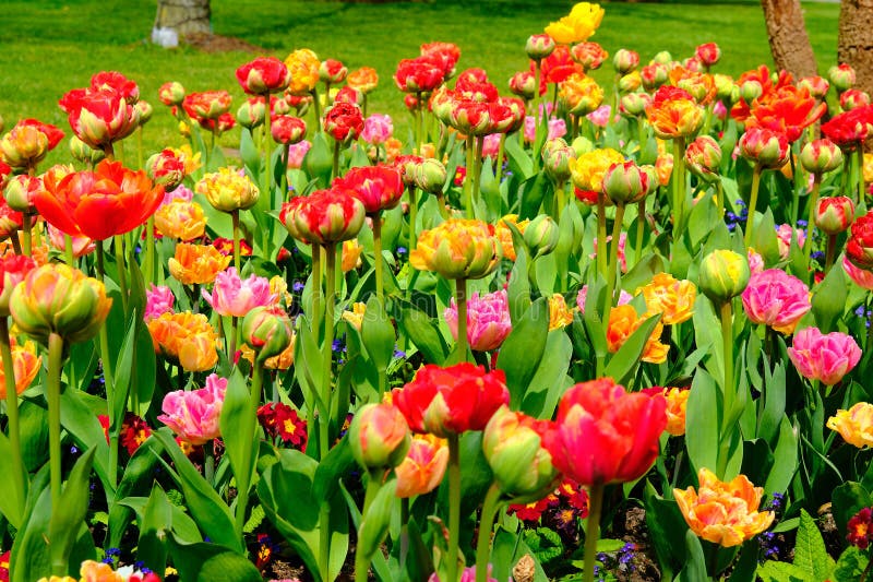 Patch of Tulips in Lawn stock photo. Image of perennial - 250654864