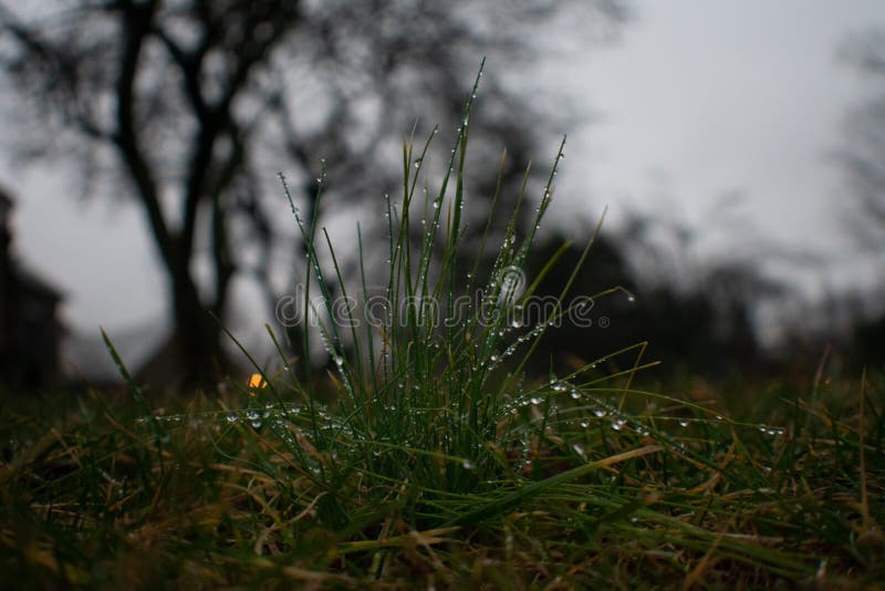 A Patch of Wet Grass stock image. Image of light, united - 176727913