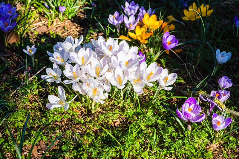 A Patch of White Crocuses Surrounded by Other Crocuses in Different ...