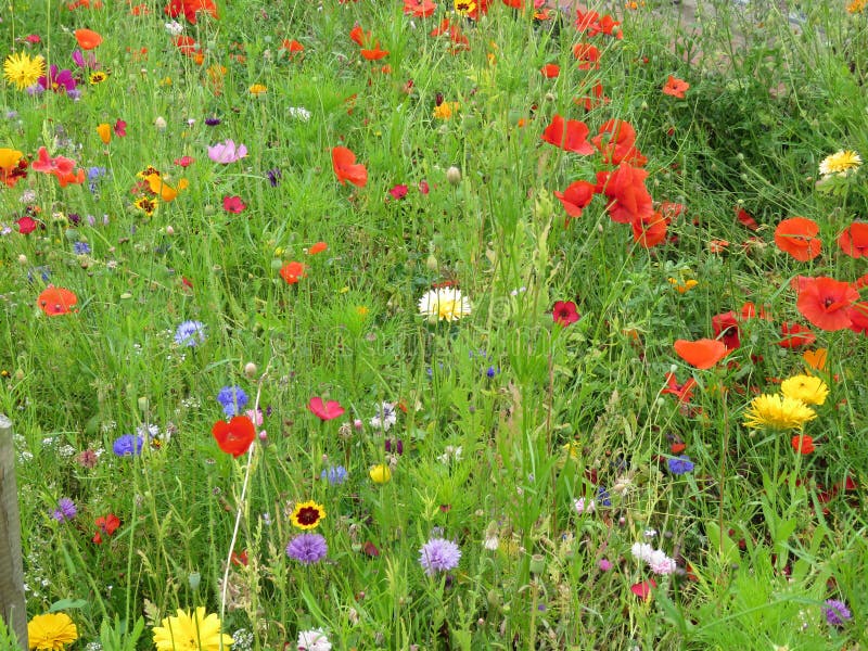 A patch of wild flowers stock image. Image of spring - 65786183