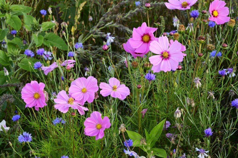 Patch of wildflowers stock image. Image of delicate - 203241351