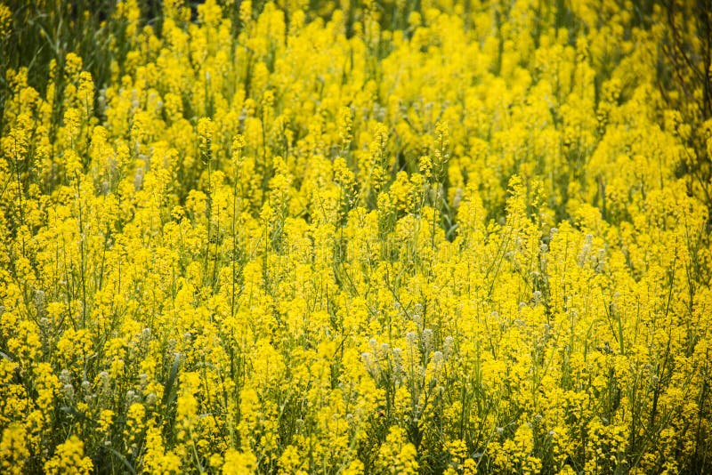Patch of Yellow Wild Flowers in a Field Stock Photo - Image of summer ...