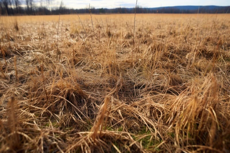 Patches of Brown, Dying Grass in a Field Stock Illustration ...