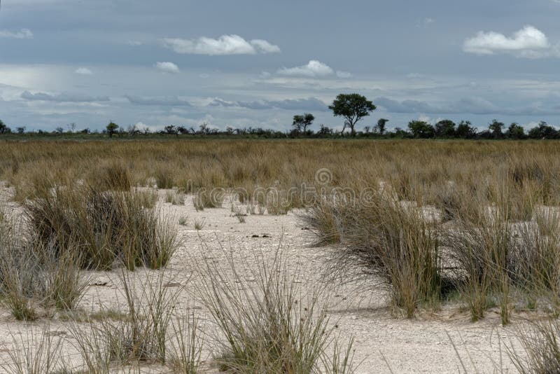Patches of grass stock image. Image of earth, weather - 179427205
