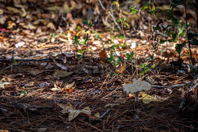 Dappled Light on the Forest Floor. Stock Photo - Image of light ...