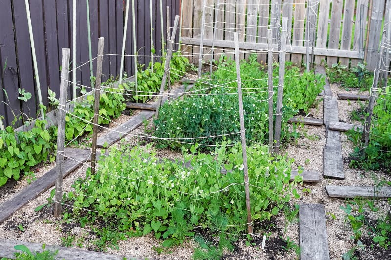Patches of Supported Flowering Peas in a Summer Garden Stock Image ...