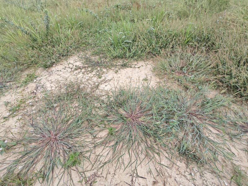 Patches of Wild Awnless Barnyard Grass on the Bushy Land. Stock Photo ...
