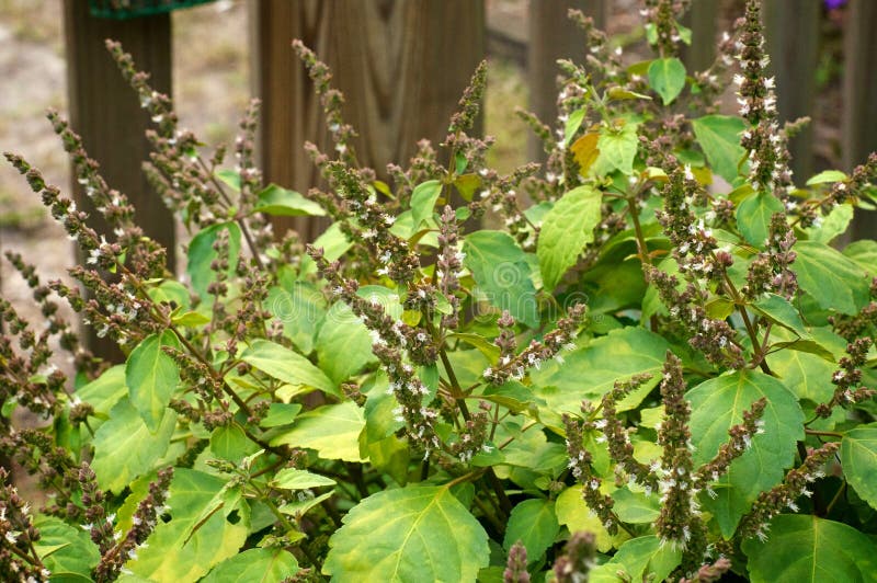 Bloemen Van Patchoeliinstallatie Stock Afbeelding - Image of bloemen ...