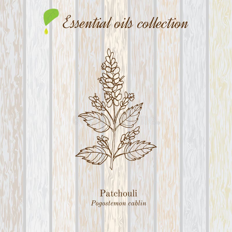De Patchoeli Van De Installatie (cablini Pogostemon). Vector ...
