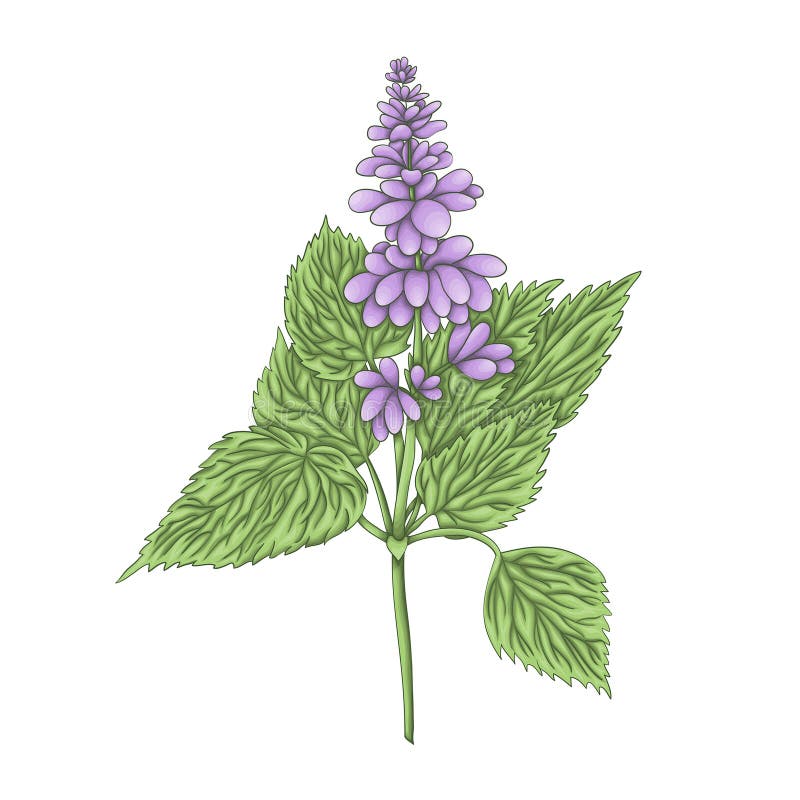Patchouli. a Base Note in Perfumery Stock Illustration - Illustration ...