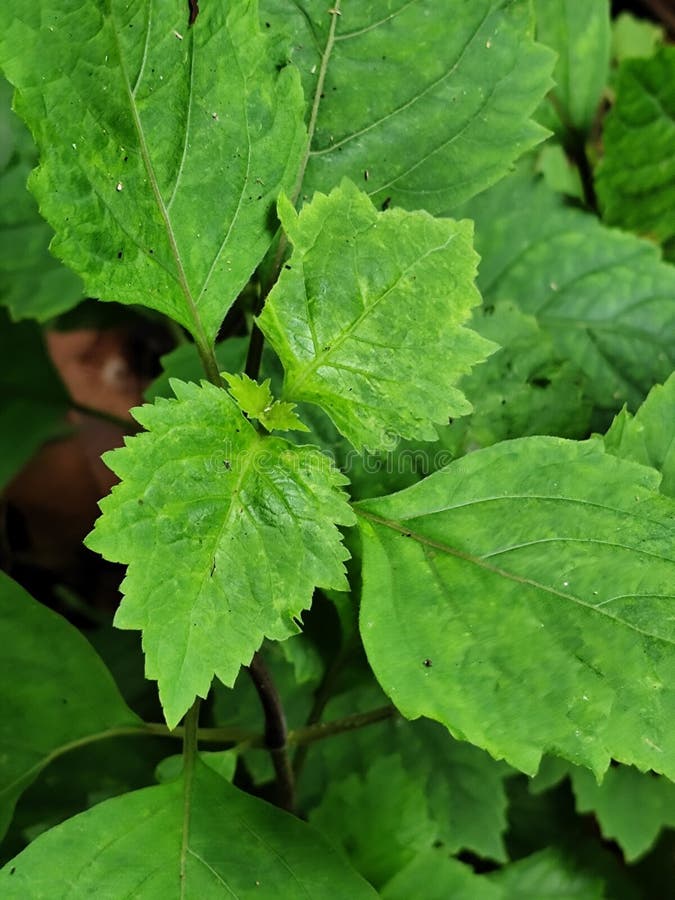 Patchouli Plant Essential Oil Ingrediens Stock Image - Image of ...