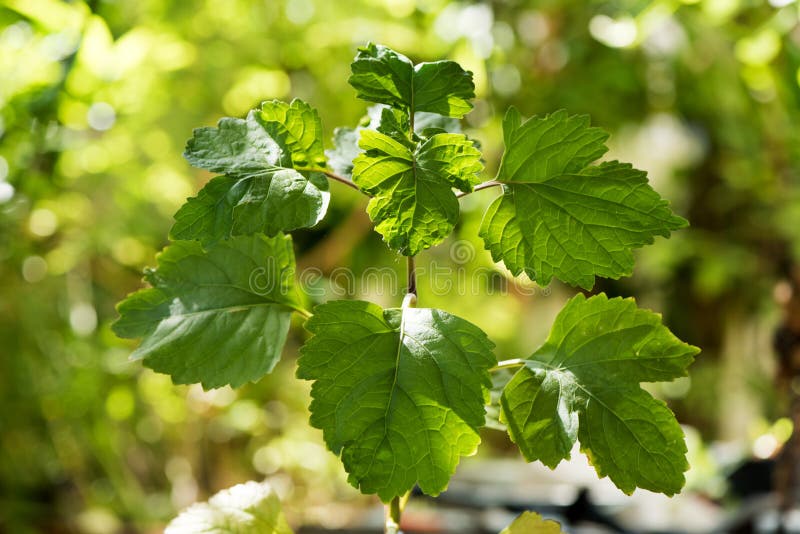 Patchouli Tree and Green Leaves on Natural Background Stock Photo ...