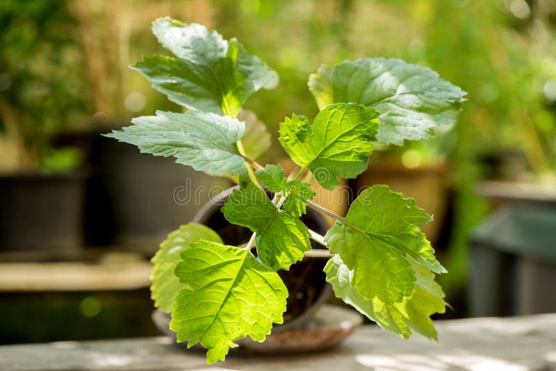 Patchouli Tree and Green Leaves on Natural Background Stock Photo ...