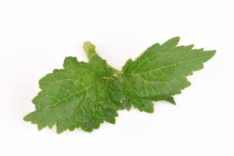 Patchouli trees. stock photo. Image of garden, body, medicinal - 59649684