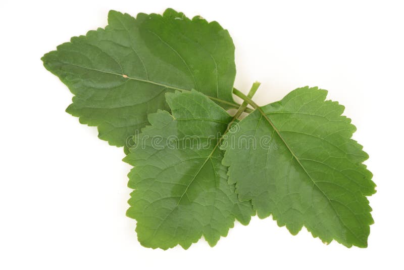 Patchouli trees. stock image. Image of garden, oils, outdoor - 59650019