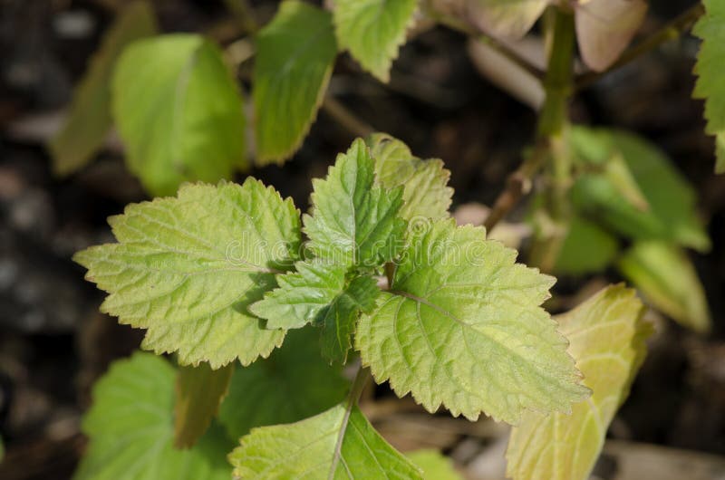 Patchouli trees. stock image. Image of medicinal, green - 43704115