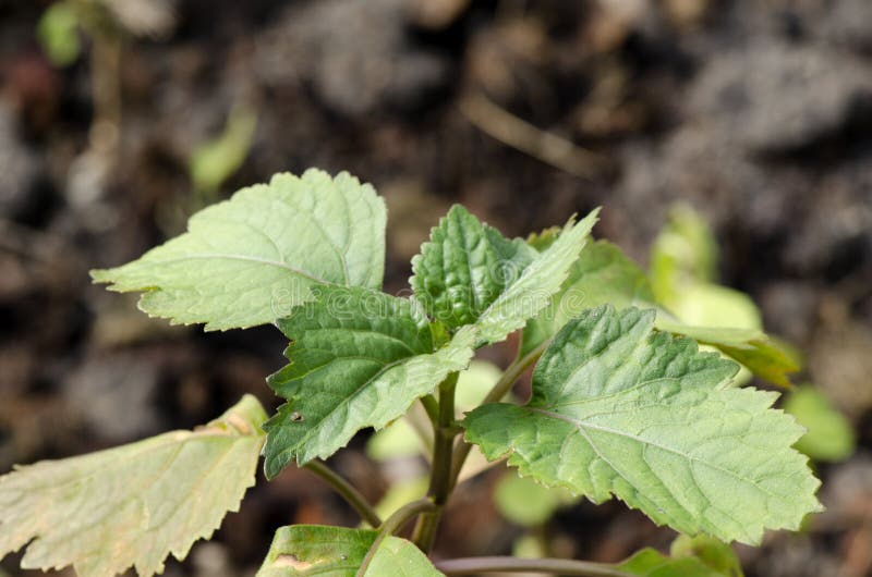 Patchouli trees. stock photo. Image of medicines, natural - 42182216