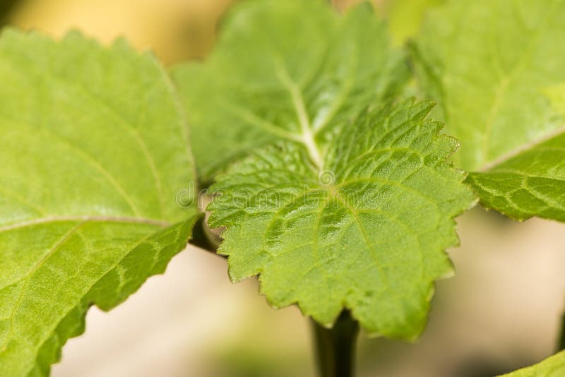 Patchouli trees. stock image. Image of oils, tree, plant - 70216525