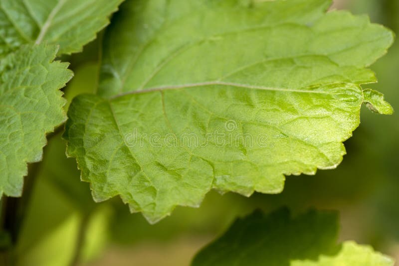 Patchouli trees. stock photo. Image of medicines, natural - 59649992