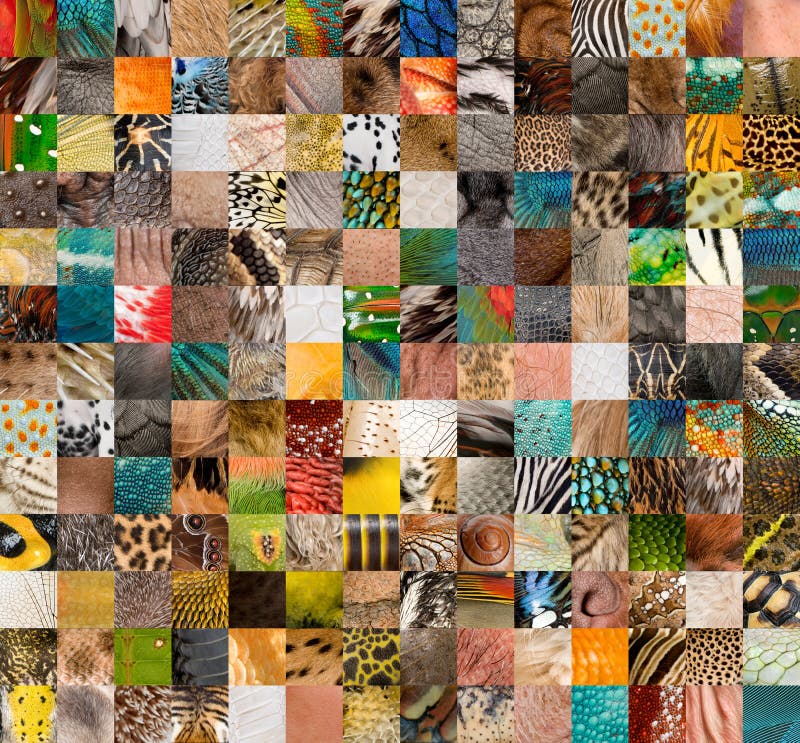 Patchwork of 196 skins stock image. Image of animals - 12911397