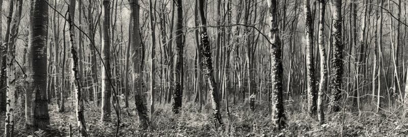 A Patchwork of Different Textures and Patterns in a Forest Created by ...