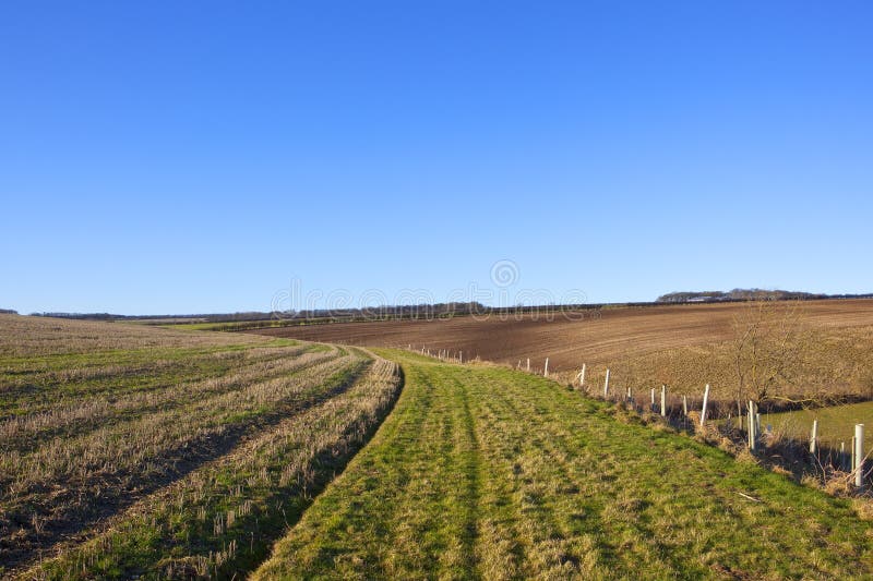 Patchwork Fields and Sapling Trees in Winter Stock Photo - Image of ...