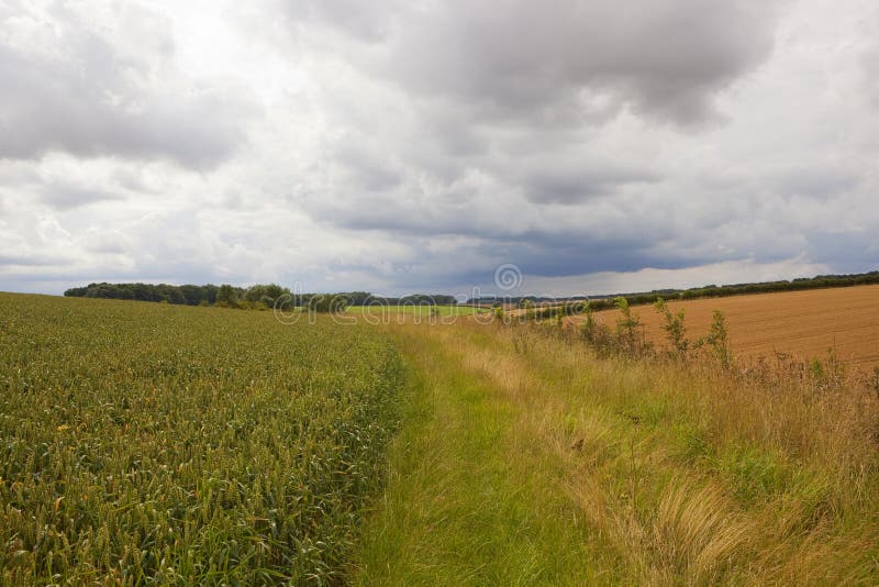 Patchwork fields and wheat stock photo. Image of footpath - 97701162