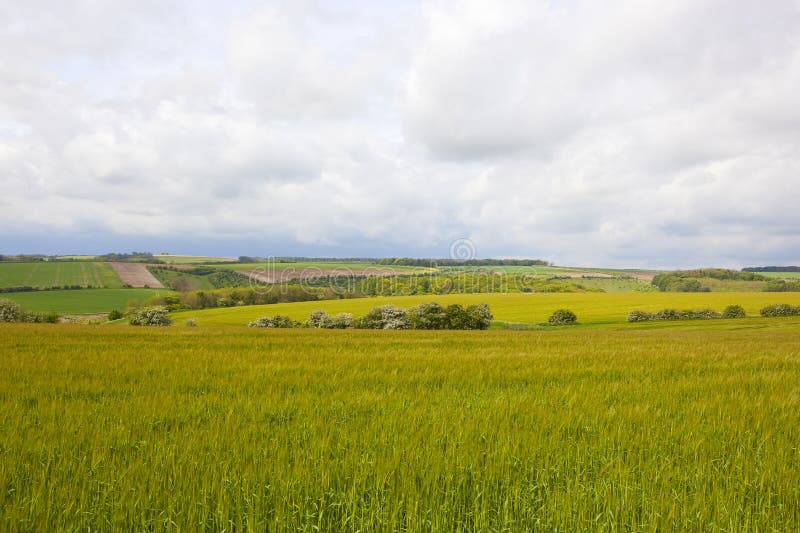 Patchwork Fields in the Yorkshire Wolds Stock Photo - Image of barley ...